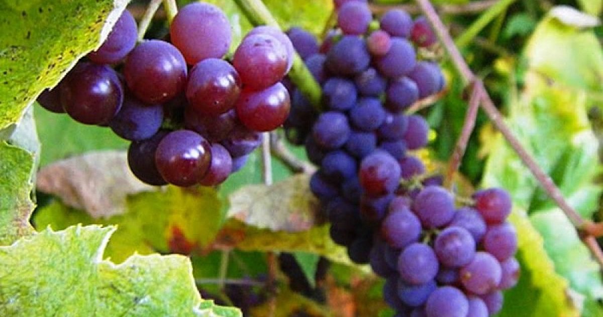 Лозари на бунт заради неплатено грозде - Бизнес — Новини Стандарт